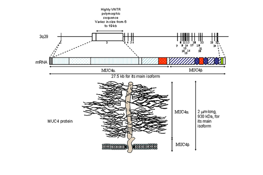 Current Projects | Department of Biochemistry and Molecular Biology ...