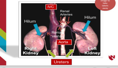 Genitourinary Anatomy | E-Gallery | University of Nebraska Medical Center
