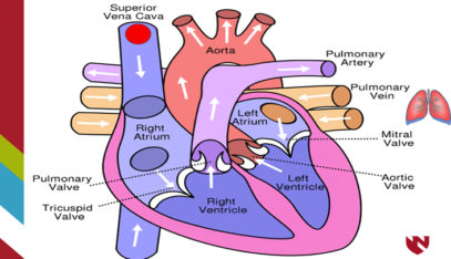 Blood Flow | E-Gallery | University of Nebraska Medical Center