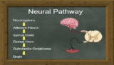 Gate Control Theory of Pain | E-Gallery | University of Nebraska ...