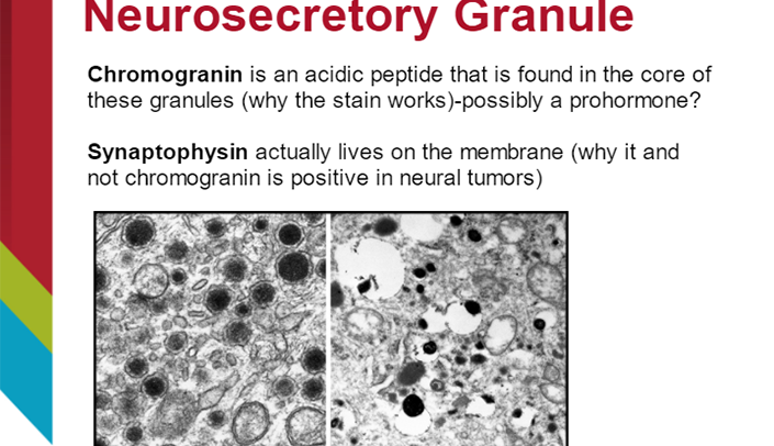 Normal Ultrastructural Microanatomy – E-Gallery