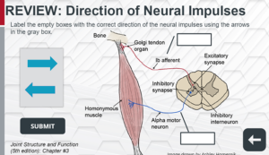 Biomechanics: Muscle Structure | E-Gallery | University of Nebraska ...