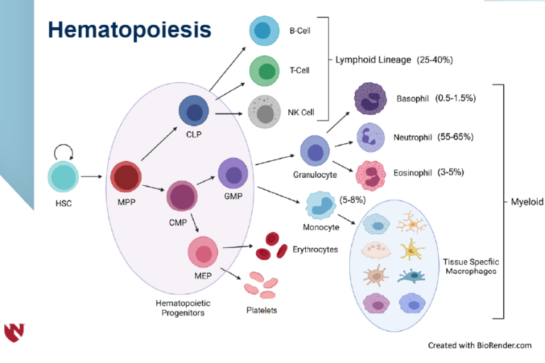 Hematopoiesis | E-Gallery | University of Nebraska Medical Center