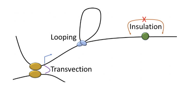 Rowley Lab | Department of Genetics, Cell Biology and Anatomy ...