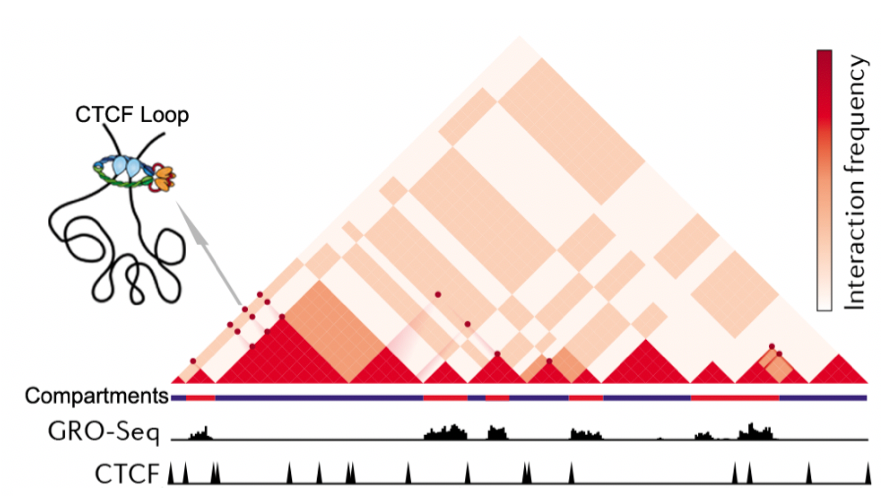 Rowley Lab | Department of Genetics, Cell Biology and Anatomy ...