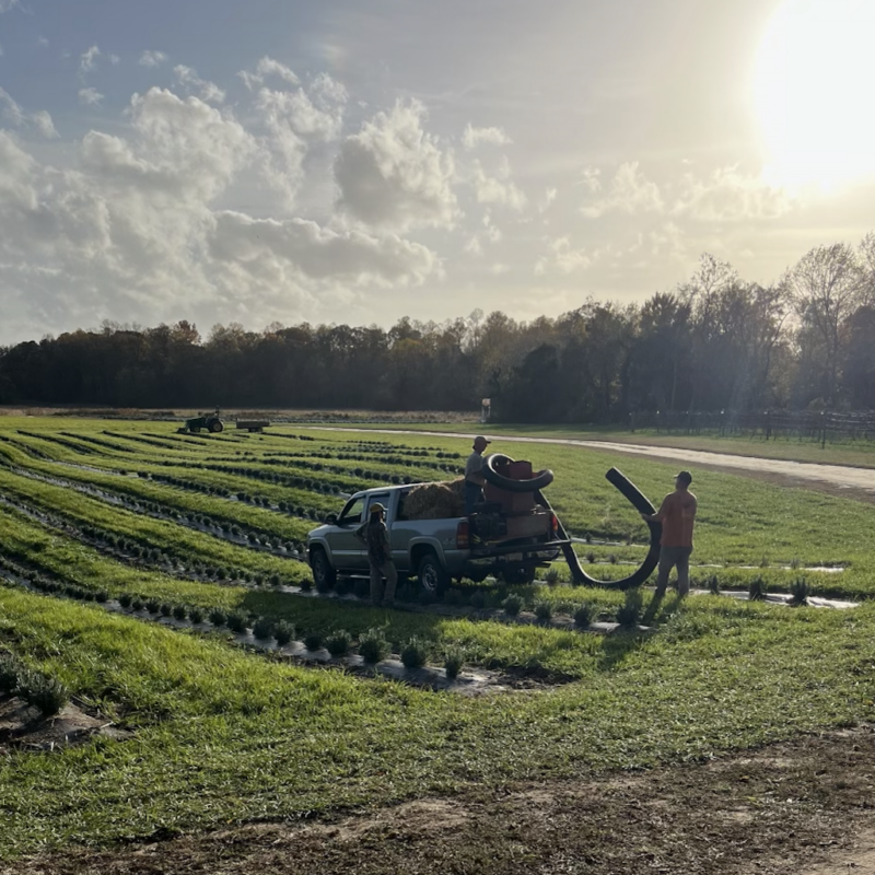 True story about farming, itchy straw mites, and a misdiagnosis | The ...