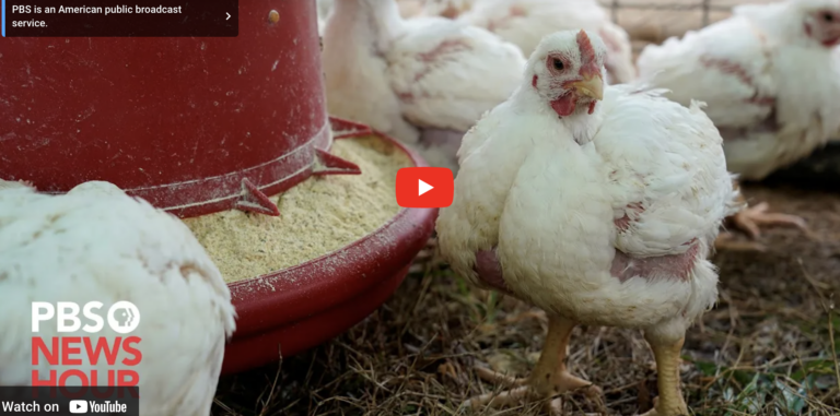 What you need to know about the U.S. bird flu outbreak | The ...