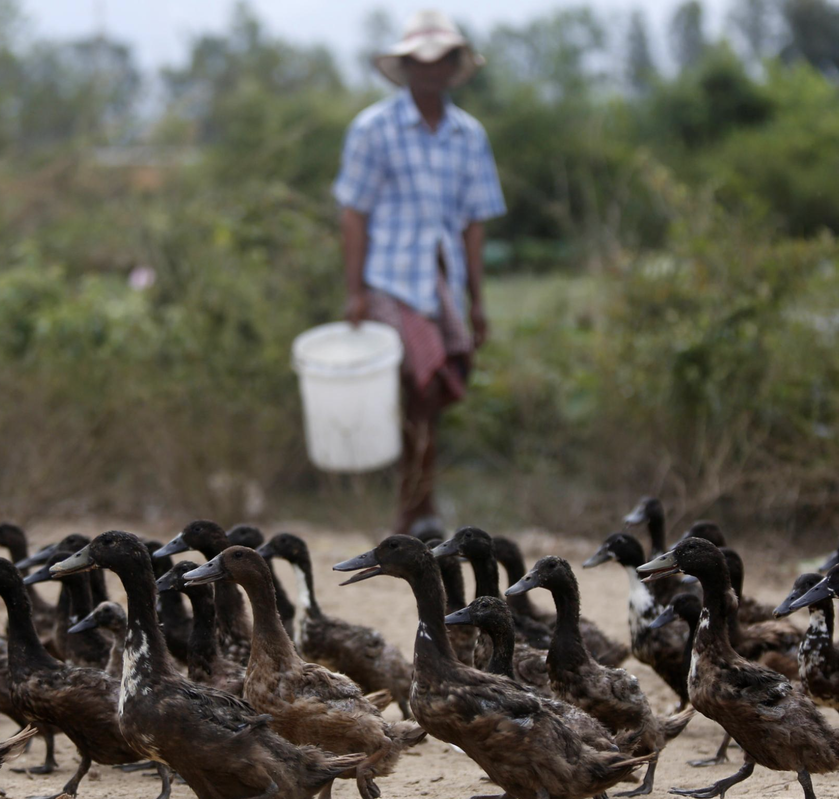 Avian Flu in Cambodia | The Transmission | University of Nebraska ...