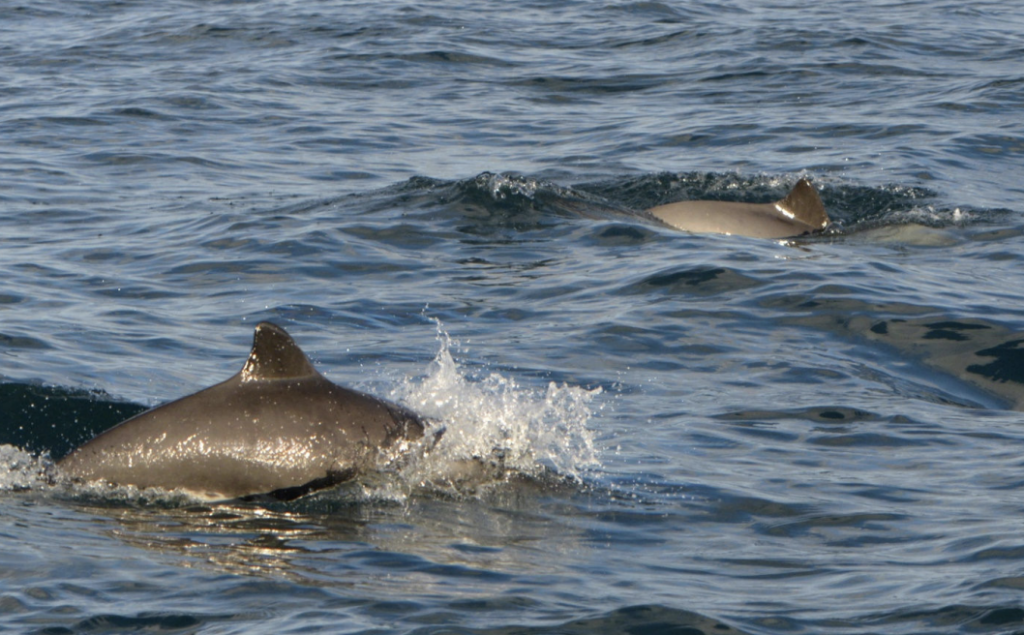 Highly Pathogenic Avian Influenza A(H5N1) Virus in a Harbor Porpoise ...