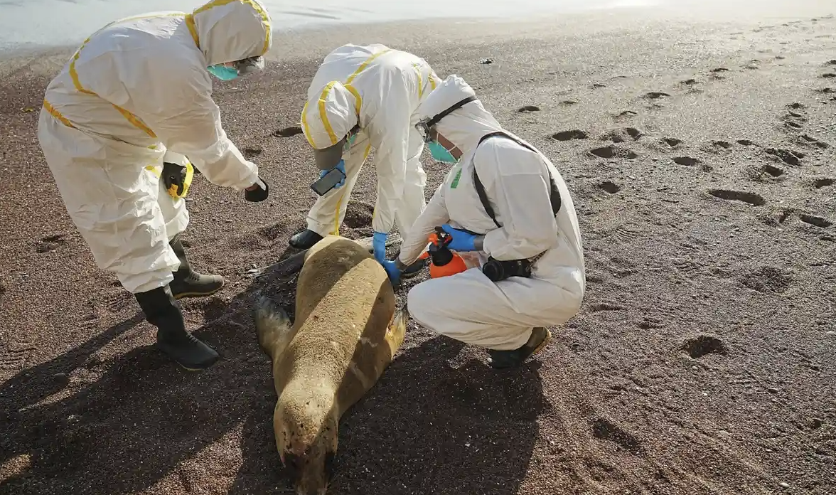 First birds, now mammals: how H5N1 is killing thousands of sea lions in ...