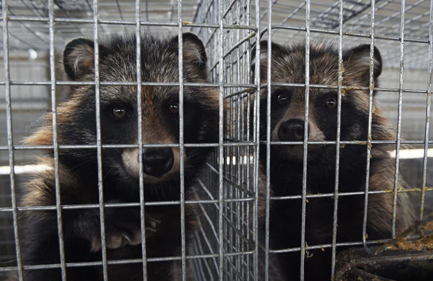 Raccoon Dogs