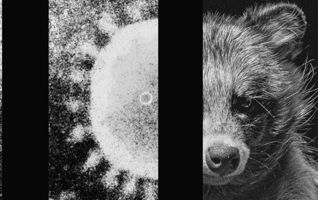 The Strongest Evidence Yet That an Animal Started the Pandemic | The ...