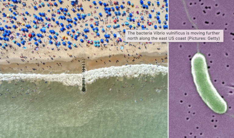 ‘Flesh-eating’ bacteria that kills almost one in five infected ...