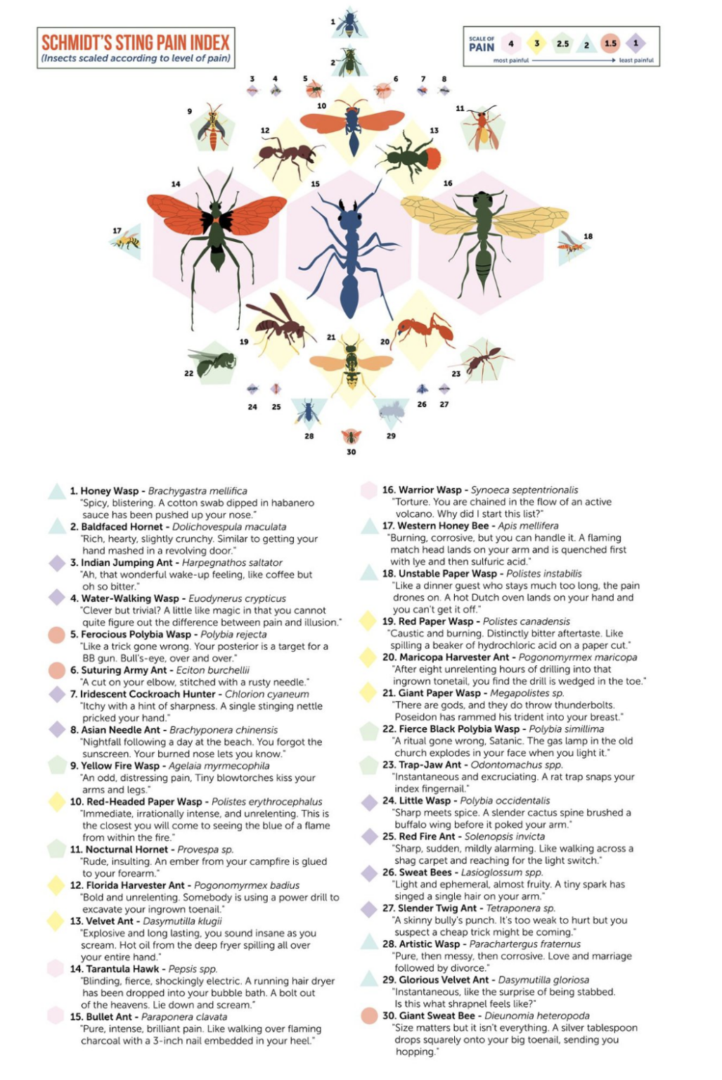Ranking the Pain of Stinging Insects, From ‘Spicy’ to ‘Satanic’ | The ...