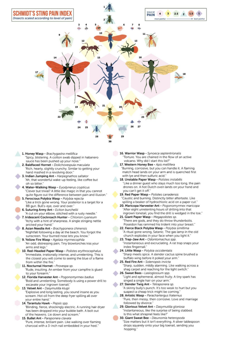 Ranking the Pain of Stinging Insects, From ‘Spicy’ to ‘Satanic’ | The ...