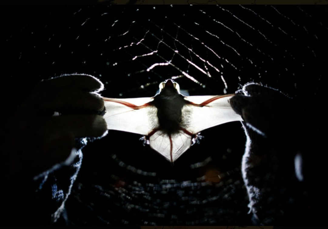 The World’s Bat Lands are Under Attack, Seeding Risk of a New Pandemic ...