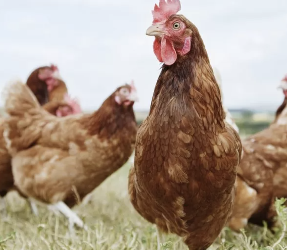 Two poultry workers test positive for bird flu after contact on ...