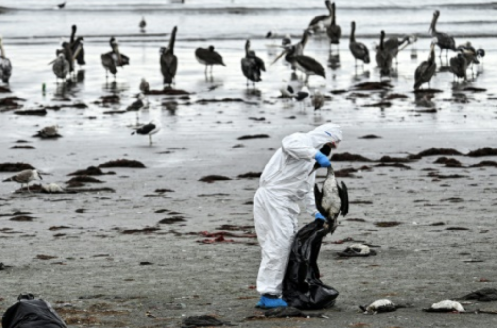 Experts warn bird flu virus changing rapidly in largest ever outbreak ...