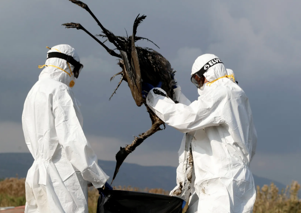 Yes, bird flu is a threat. It’s time to take it seriously. | The ...