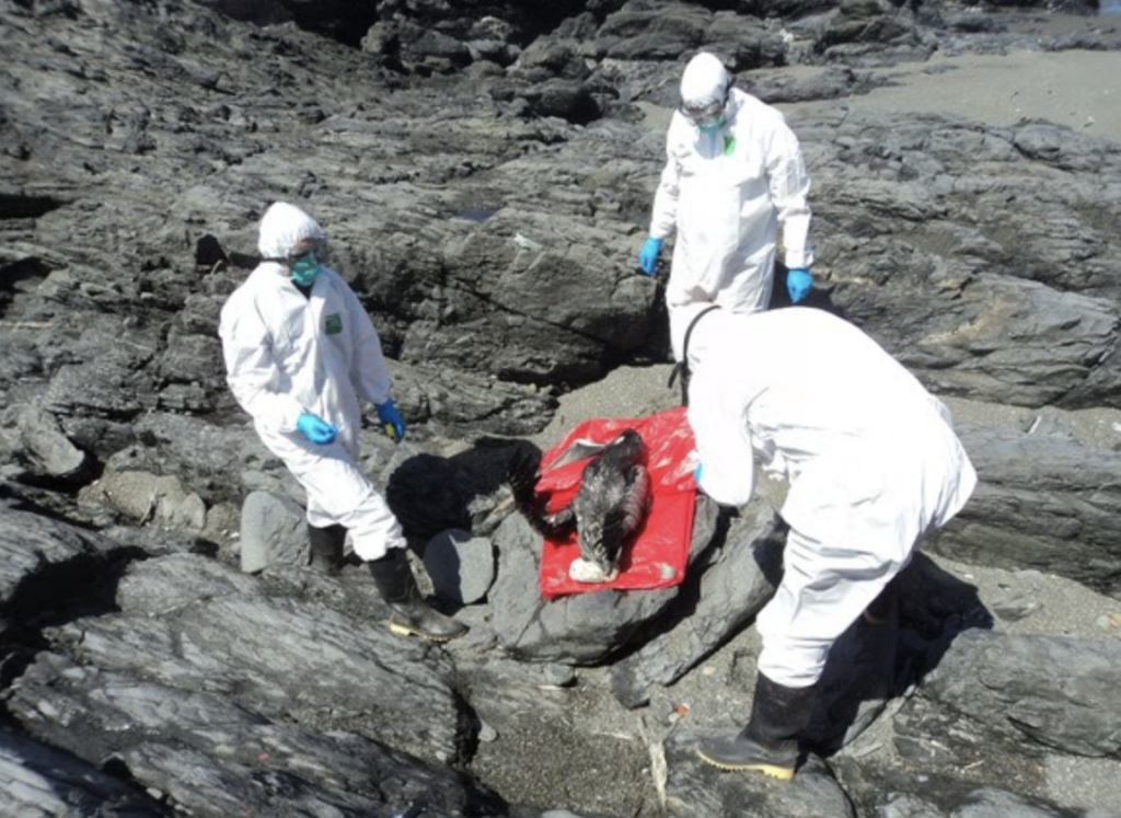 HPAI Influenza Devastating Birds, Marine Mammals in Peru–Study ...