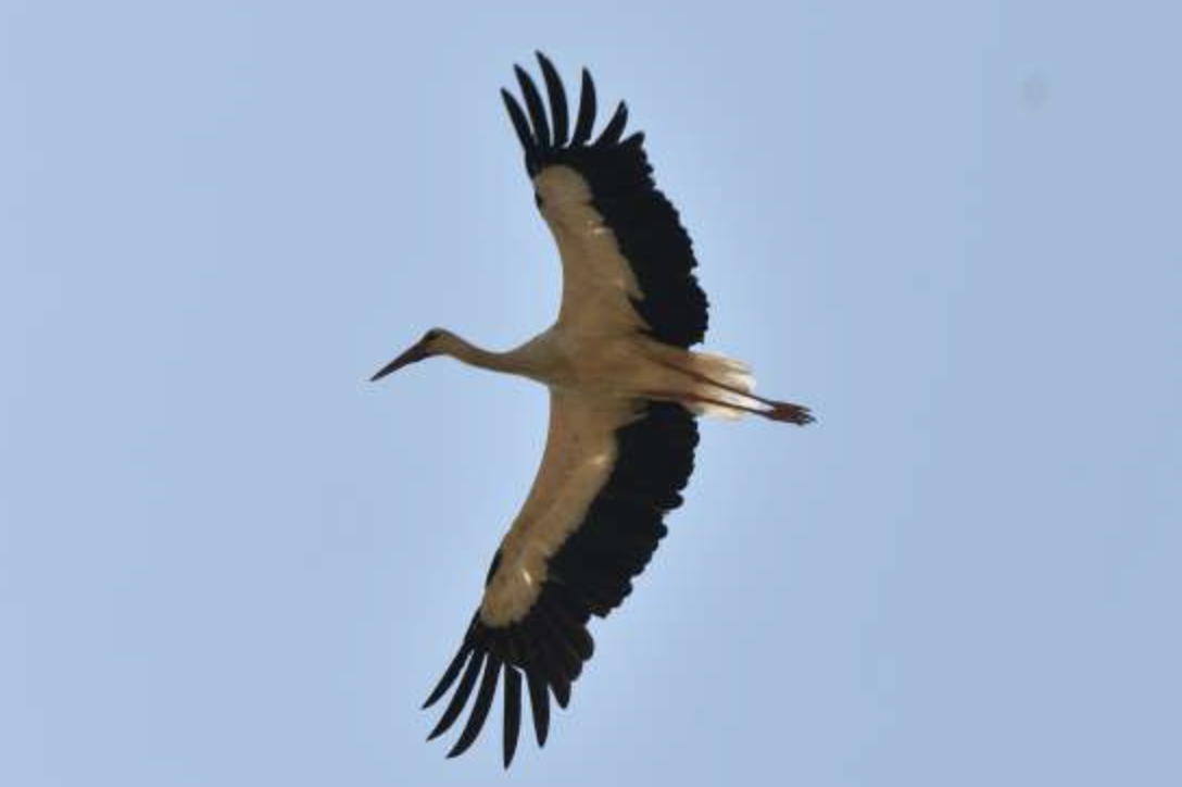 Slovenia: Stork at Ljubljana zoo diagnosed with bird flu | The ...