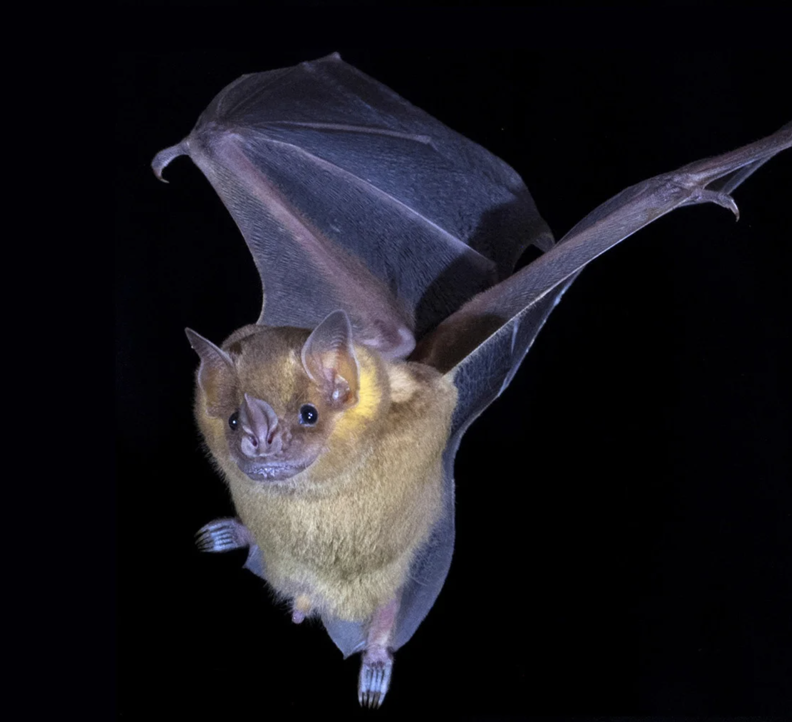 Holy immunity! Bat genes key against COVID, cancer | The Transmission ...