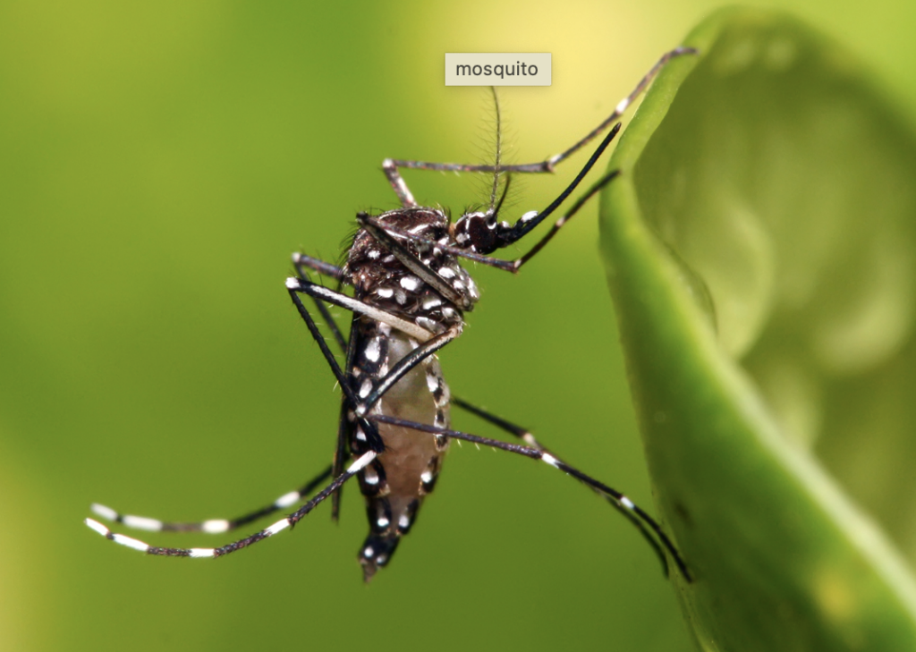 Breakbone fever: Dengue will soon pose a “major threat” to US, the WHO ...