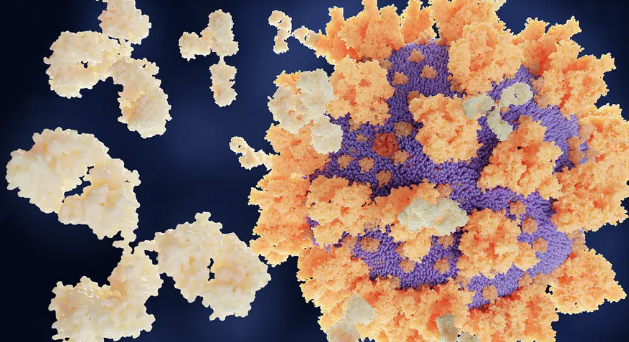 COVID Viral Load Peaks Later Now Than Early in Pandemic | The ...