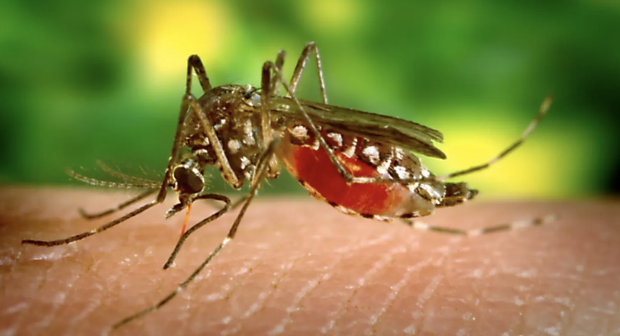 As Dengue Fever Fears Grow In U.S., First Prevention Pill Has Promising ...