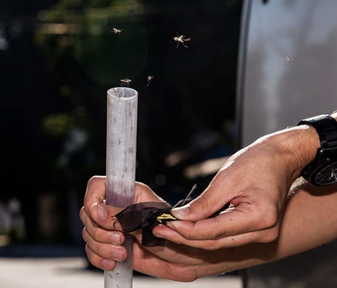 Dengue rates drop after release of modified mosquitoes in Colombia ...