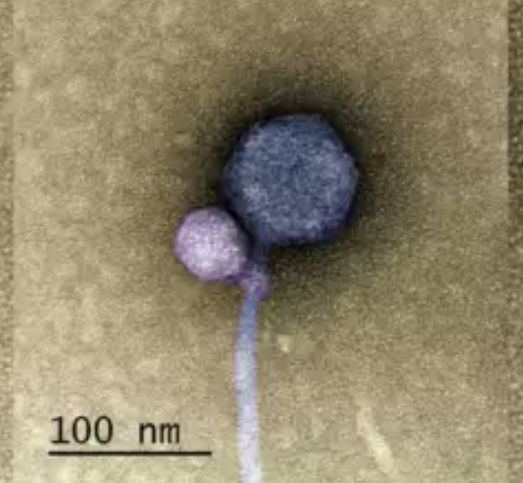 In a first, scientists see viruses cling to each other | The ...