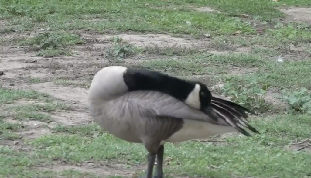 California: Avian flu confirmed among 3 dead geese in Sacramento’s ...