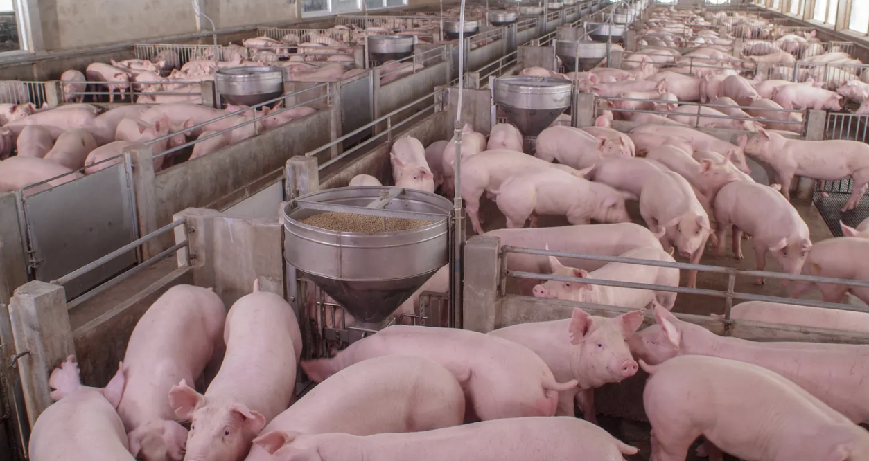 U.K. Reports First Case Of New Swine Flu Strain In Humans: Here’s What ...