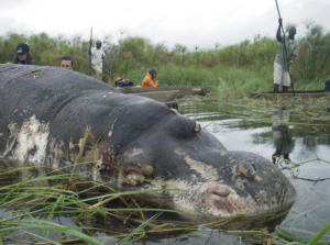 Zambia reports 684 suspected anthrax cases, 4 deaths | The Transmission ...