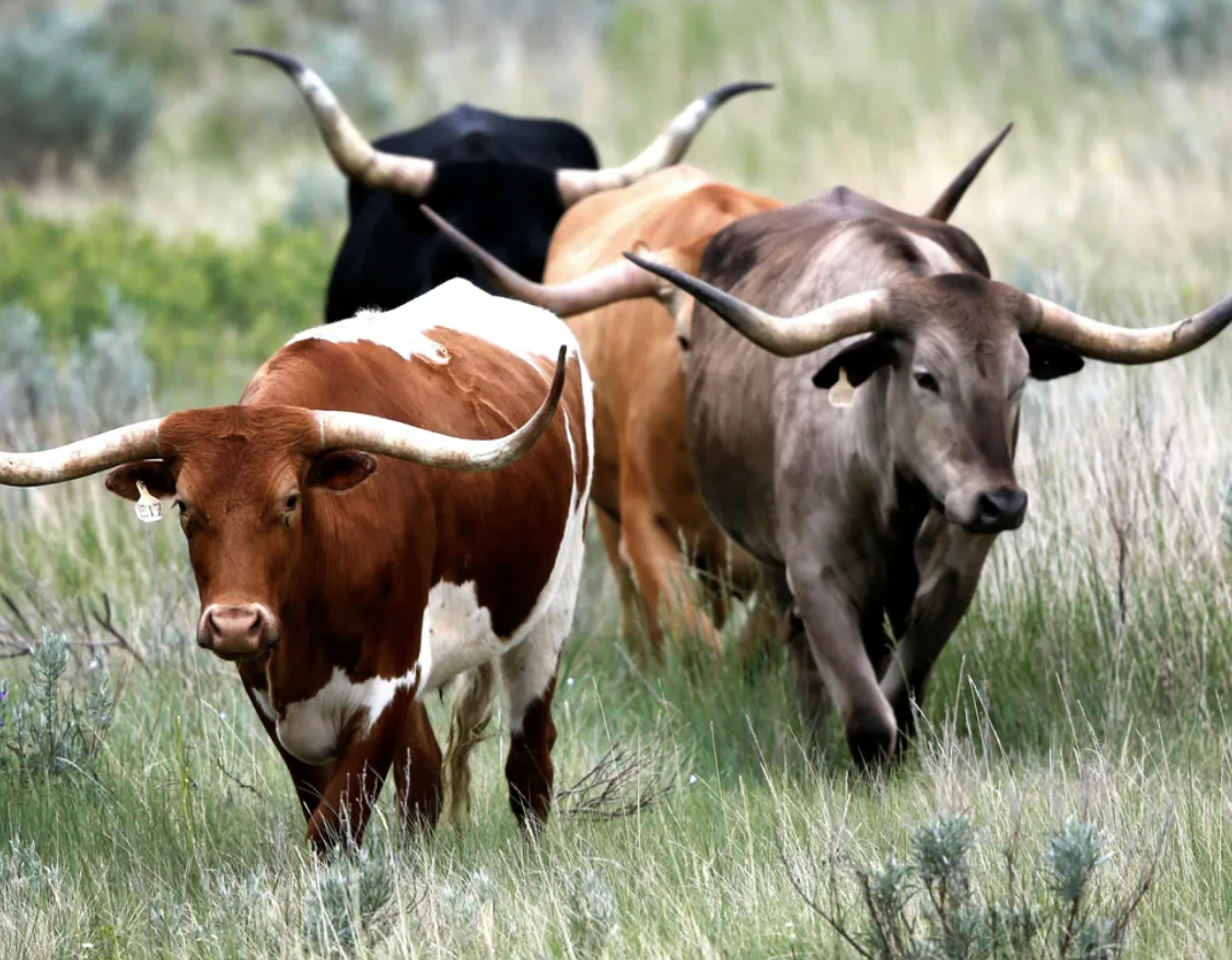 What To Know About Anthrax As WHO Warns Of Growing Outbreaks In Africa ...