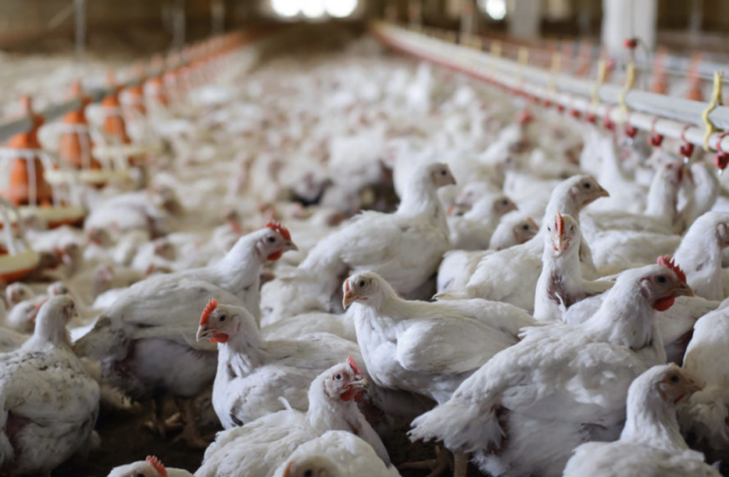HPAI detected in commercial poultry flock in Michigan | The ...