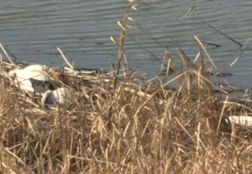 Avian flu blamed for deaths of more than 1,000 snow geese at Cheyenne Bottoms | The Transmission ...