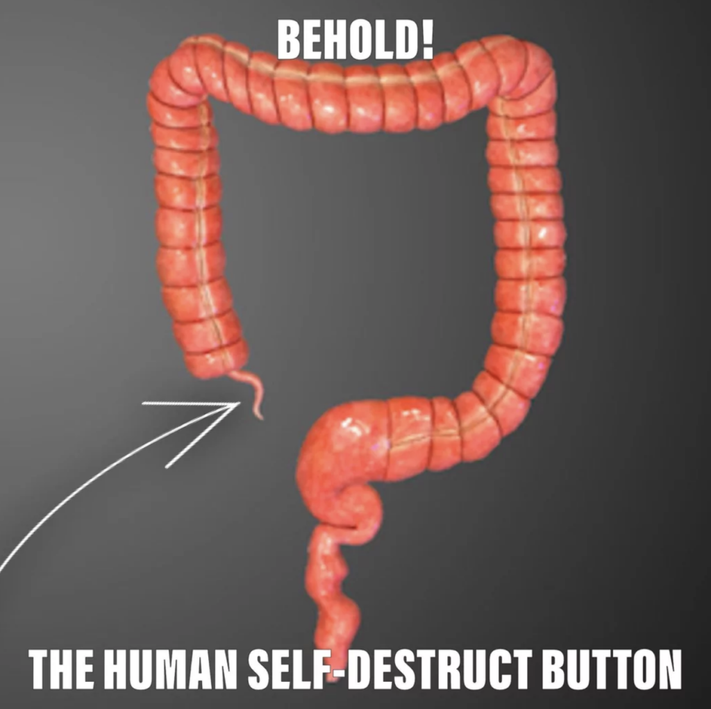Your appendix is not, in fact, useless. This anatomy professor explains ...