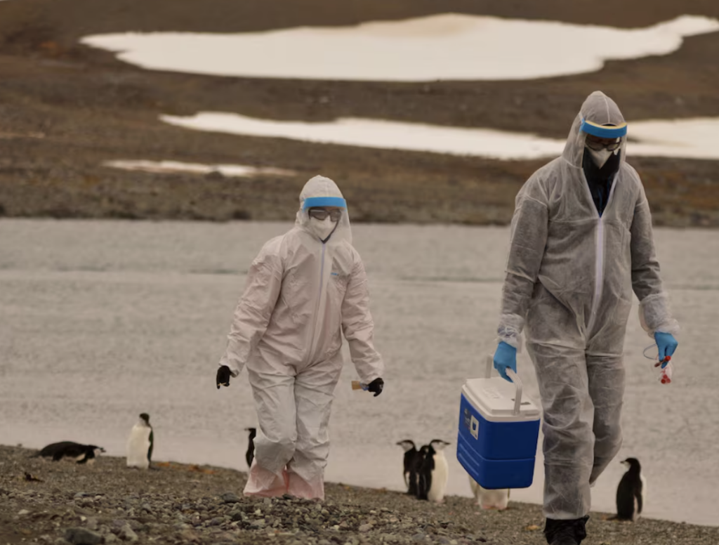 Scientists investigate thousands of dead Antarctic penguins for bird ...