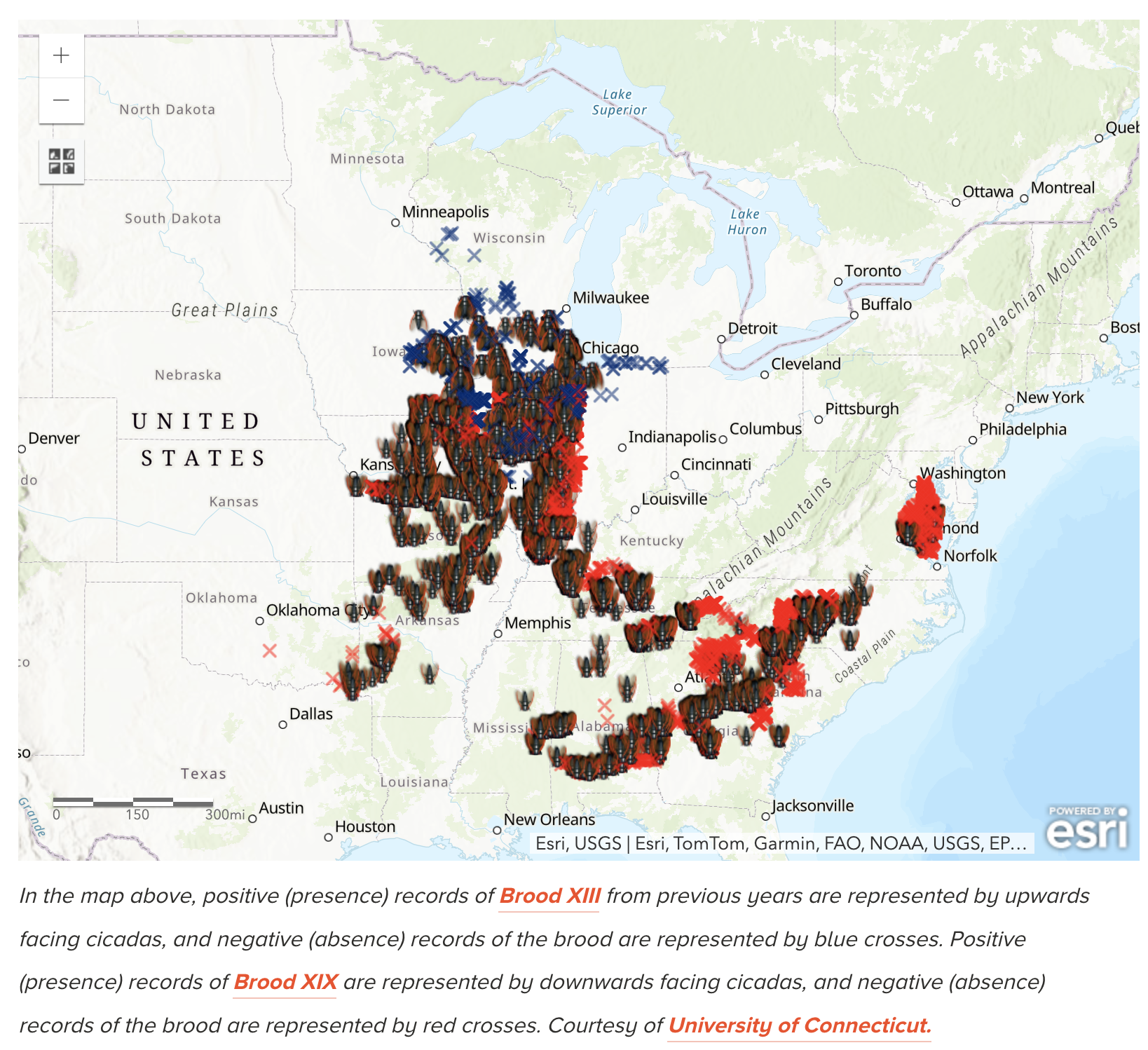 A Rare Double Brood Emergence Of Cicadas Has Begun | The Transmission ...