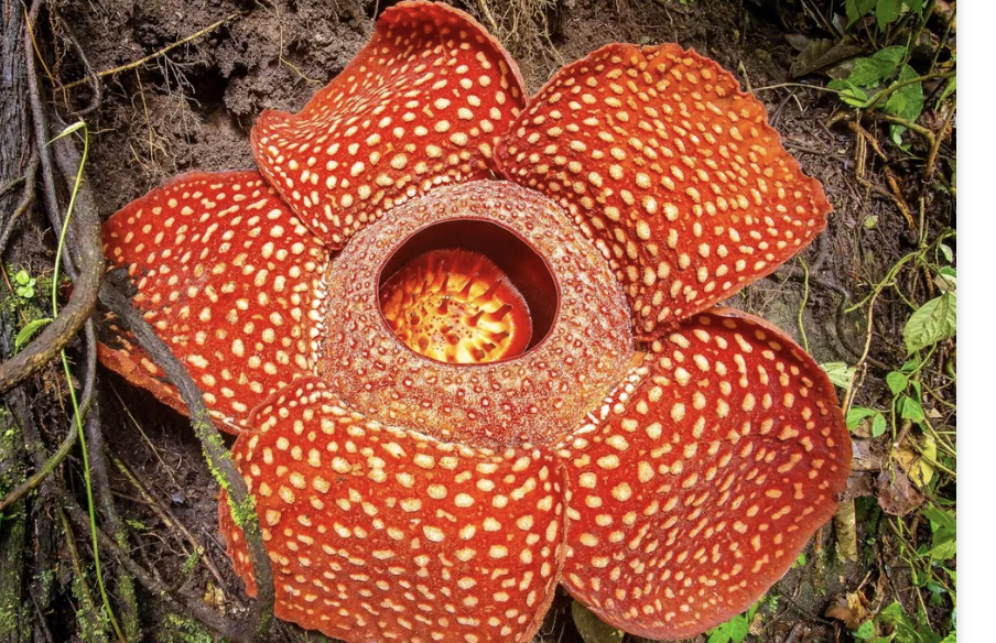 Australia holds its nose for its 3rd rancid bloom of a rare corpse ...