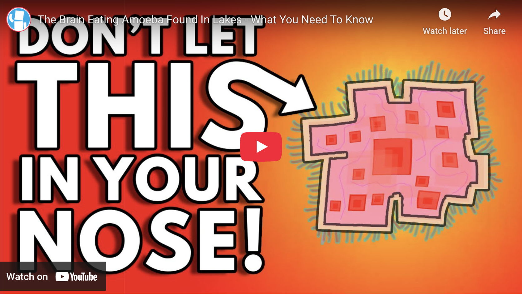 Brain Eating Amoeba Explainer | The Transmission | University of ...