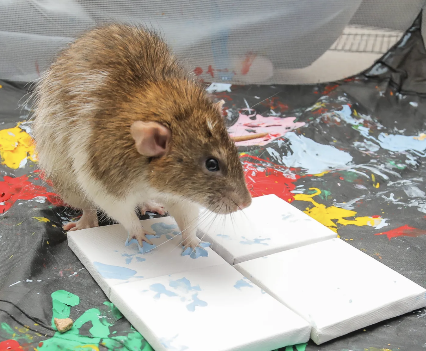 Pet Rats Using Paws to Create Mini Masterpieces That Have Sold for Over ...