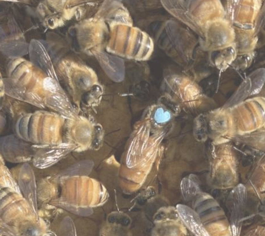 Why honey bees overthrow their queen | The Transmission | University of ...