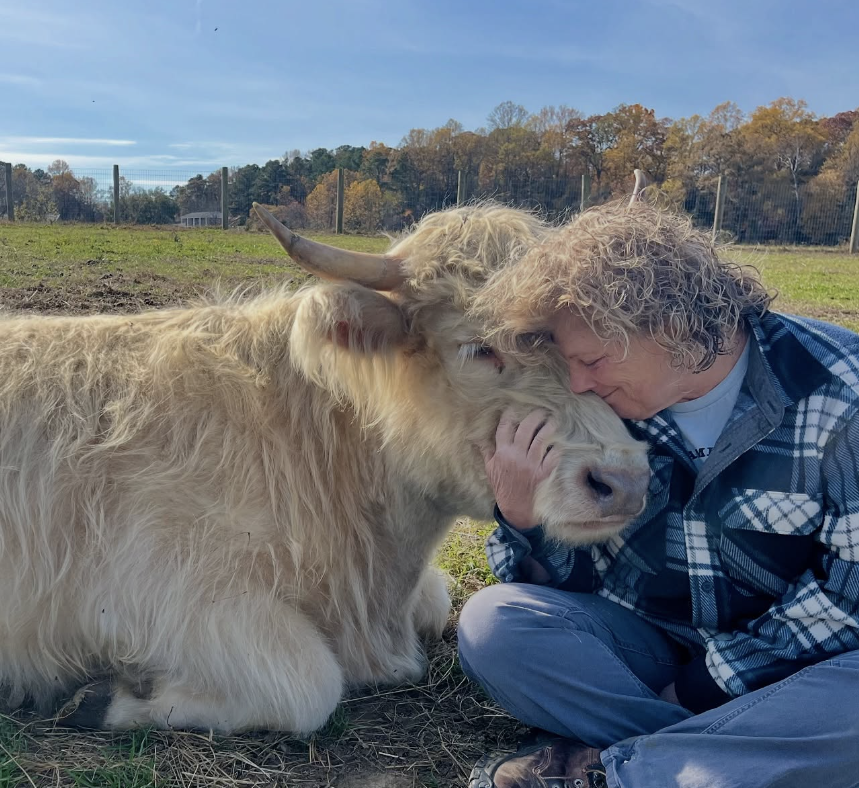 Cow cuddling gives farms boost amid dropping dairy prices | The ...
