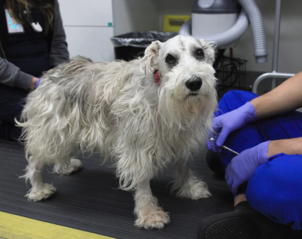 This Adorable Good Boy Just Got Rare, Life-Saving Brain Surgery | The ...