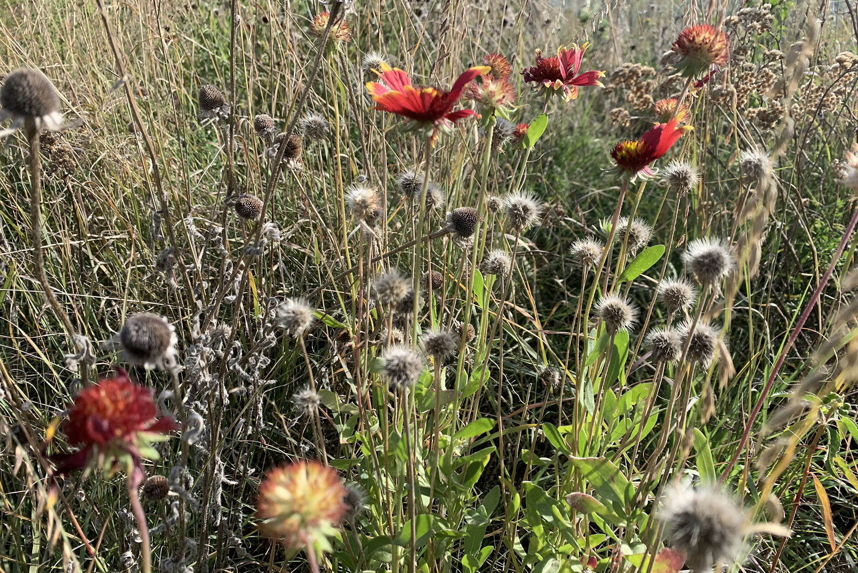 Browning prairie plants provide vital cover | Newsroom | University of ...