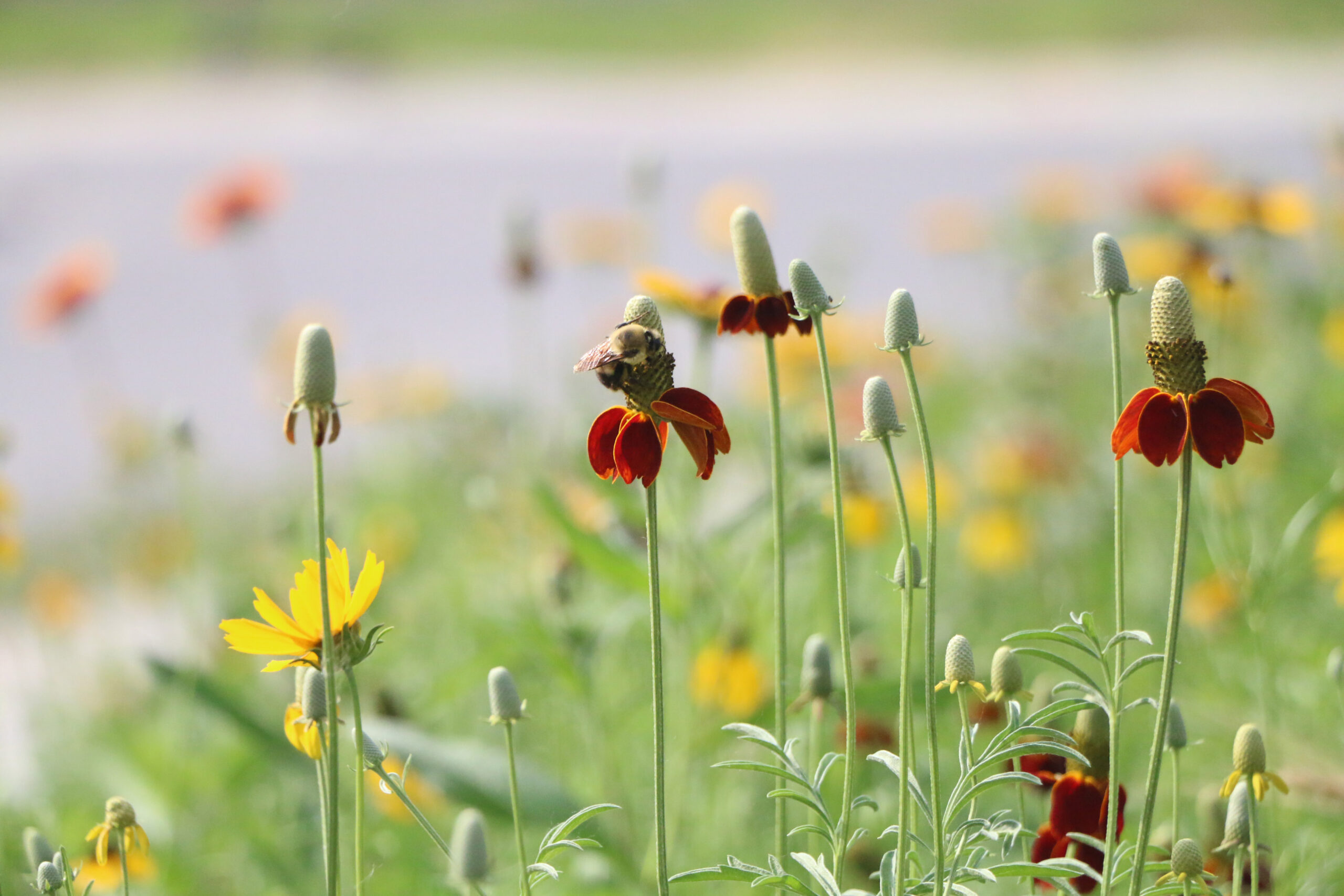 Med center heals local landscapes with NET Prairie Grant | Newsroom ...