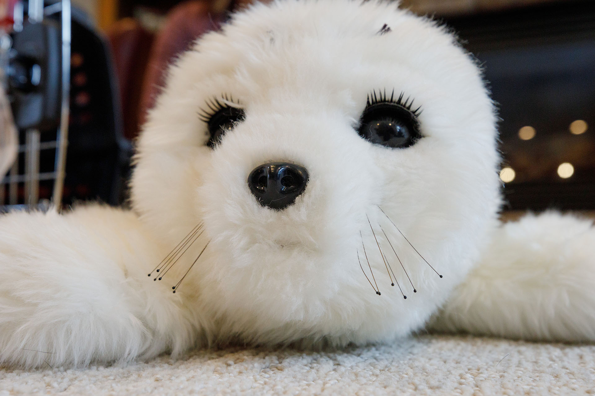 UNMC researchers studying secrets behind cute, cuddly therapy seal ...