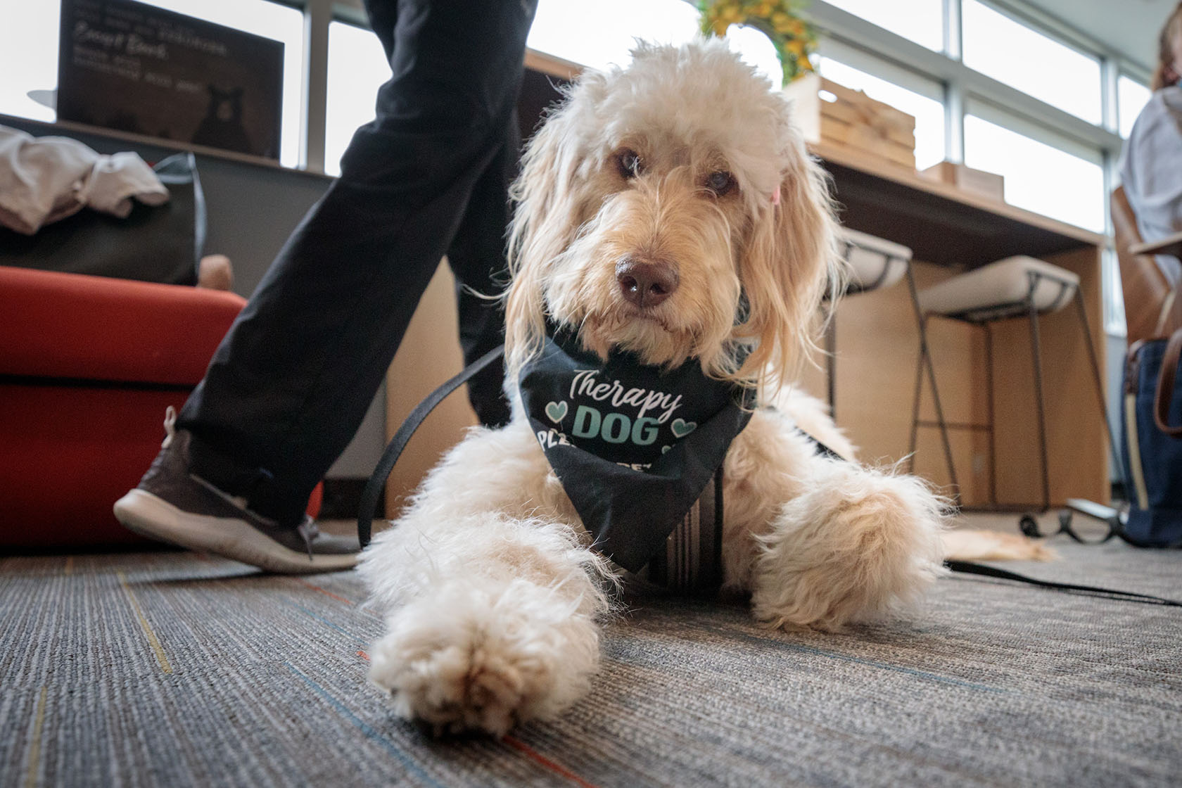 De-Stress Week: Events run Dec. 9-13 | Newsroom | University of ...